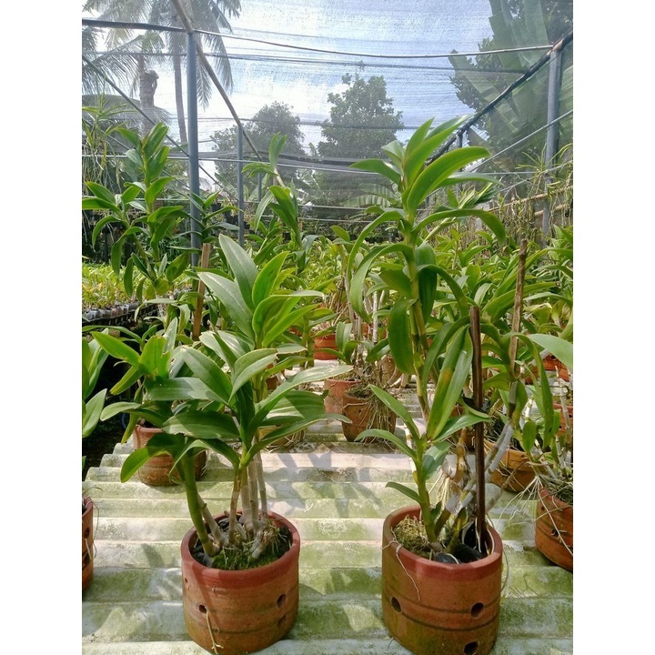 Jual paket 2 dendro rimbun 120k beda warna | Shopee Indonesia