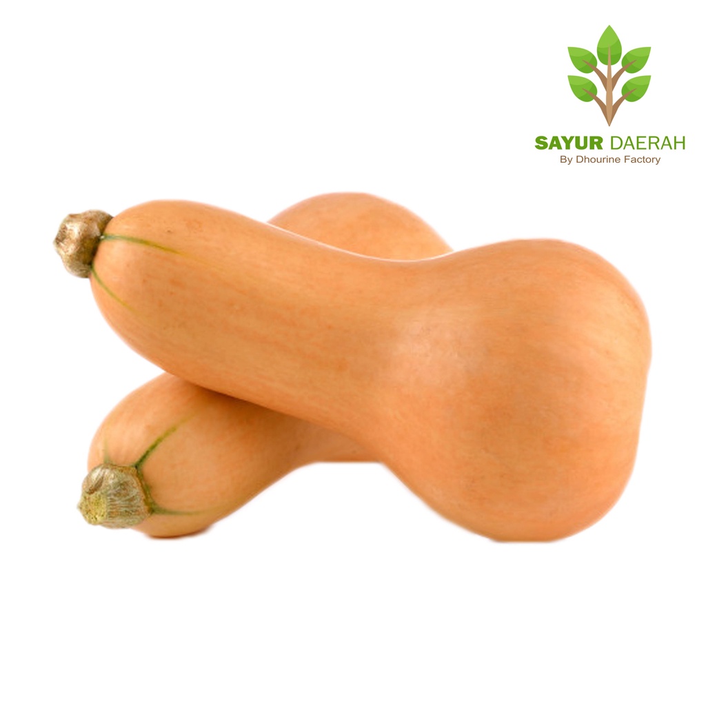 Jual Labu Kabocha Madu Butternut 900 - 1300 Gr | Sayur Daerah | Shopee ...