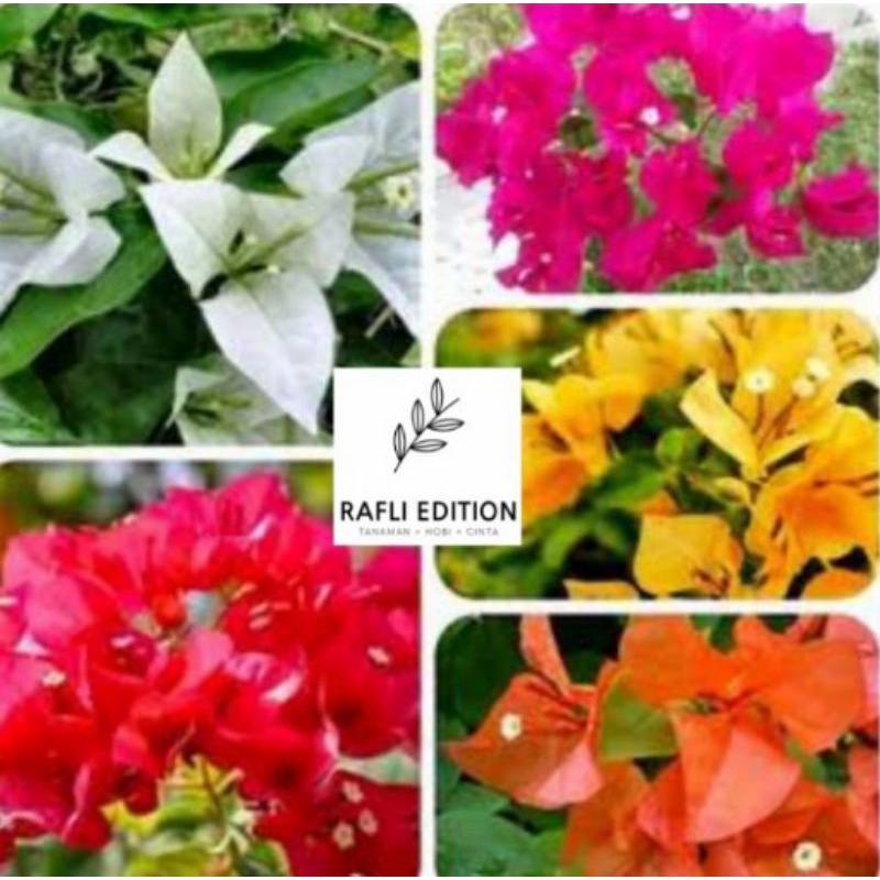 Jual NEW!!PAKET 5 BUGENVIL BUNGA KERTAS//RAINBOW | Shopee Indonesia