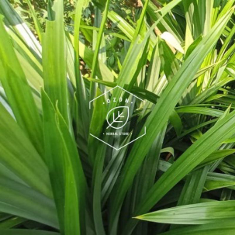 Jual Daun Pandan Wangi Fresh 100g | Shopee Indonesia