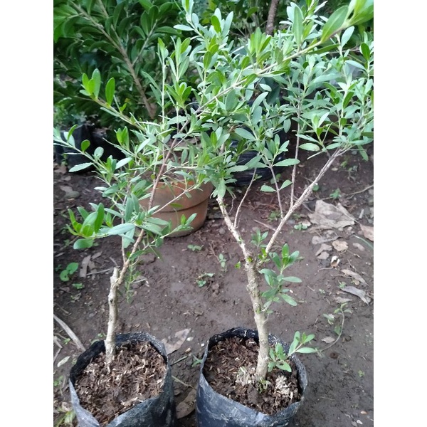 Jual bahan santigi karang | Shopee Indonesia