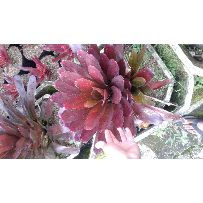 Jual Bromelia ukuran besar jumbo | Shopee Indonesia