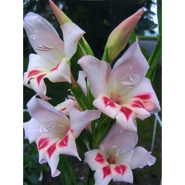 Jual REAL TERLARIS Tanaman hias Bakung amarilis bunga pink putih ...