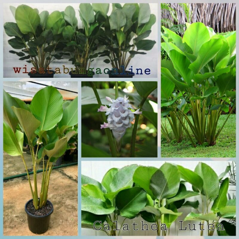 Jual Tanaman Hias Calathea lutea/Pisang lutea/Pisang Katak | Shopee ...