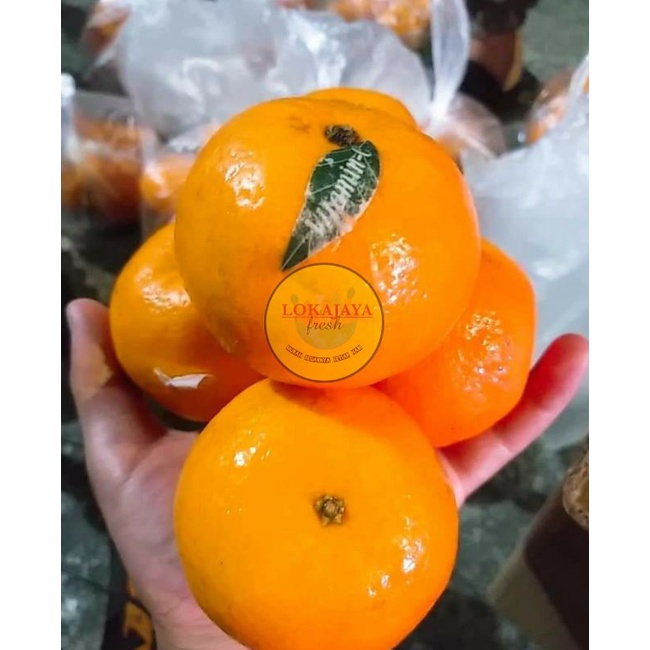 Jual Jeruk Kino 1 Kg | Shopee Indonesia