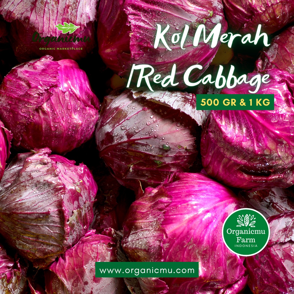 Jual Organicmu - Kol Merah 1 kg | Shopee Indonesia