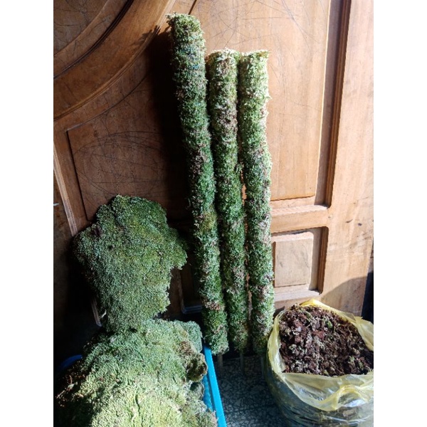 Jual Media Tanam Terbaik Lumut Hutan/Moss/Turus Lumut | Shopee Indonesia