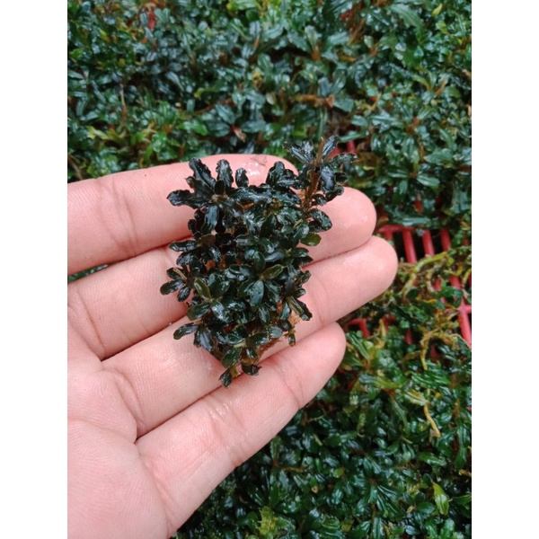 Jual BUCEPHALANDRA SUPER MINI CATRINE KAYU LAPIS SEKADAU | Shopee Indonesia