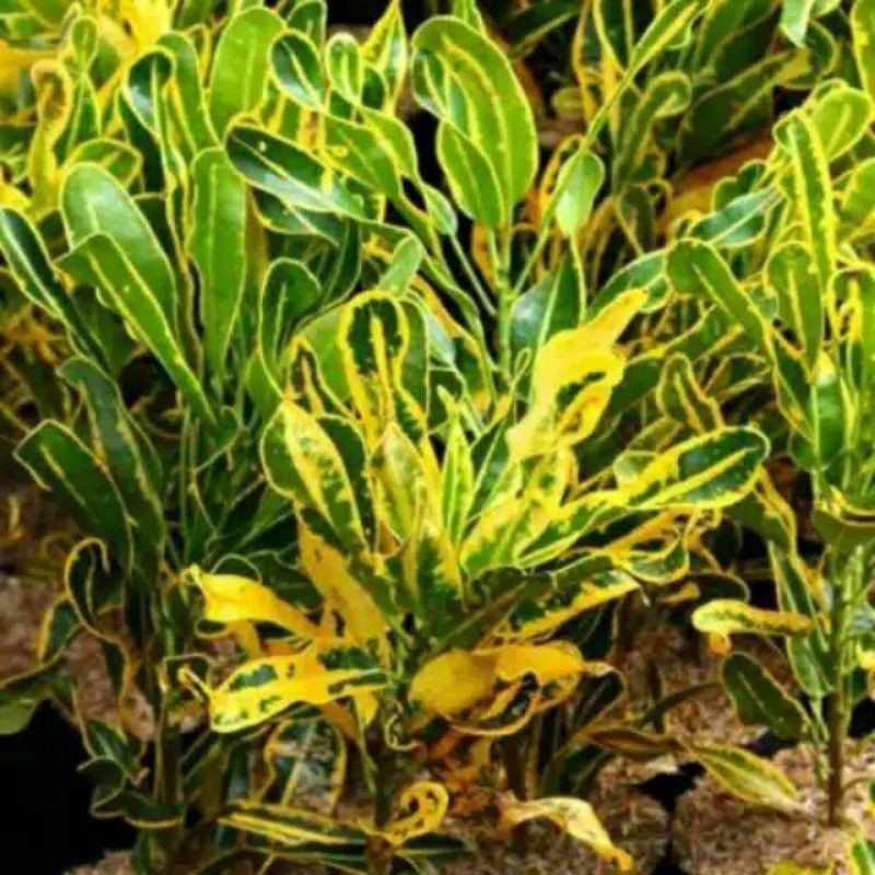 Jual Pohon puring bor - puring bor kuning - puring kuning - tanaman ...