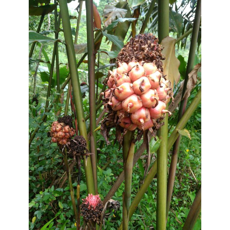 Jual Buah honje segar 500g [COD] | Shopee Indonesia