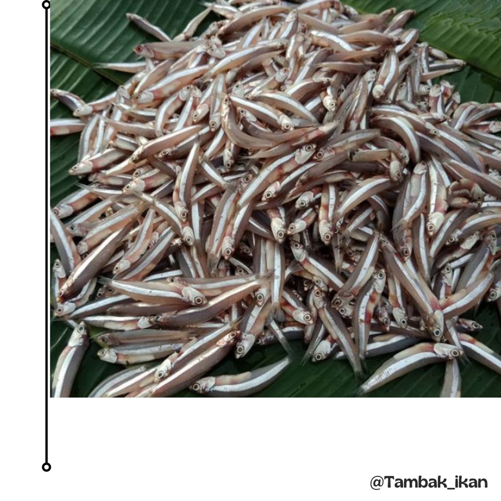 Jual Ikan Teri / Teri Galer segar 1kg | Shopee Indonesia