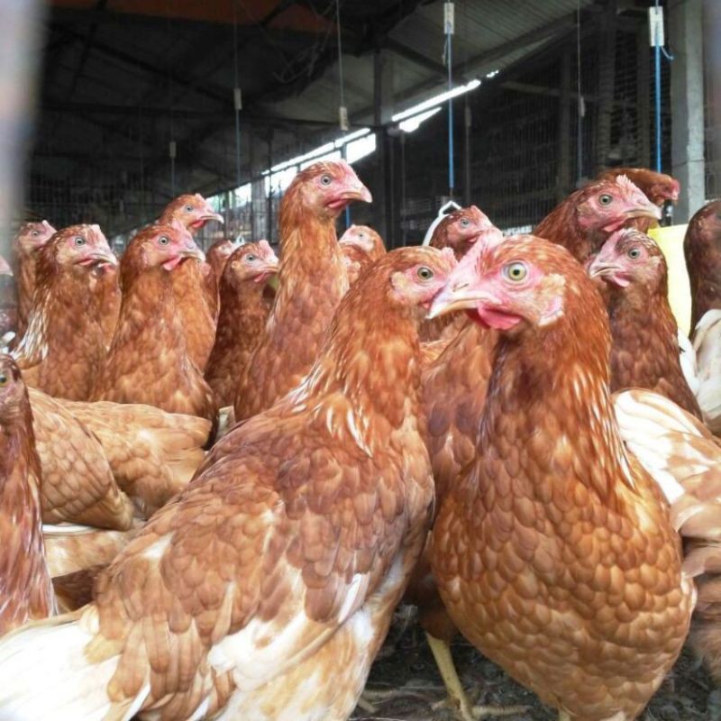 Jual Ayam Petelur Pullet/Ayam Layer Pullet Umur 18-20 Minggu | Shopee ...