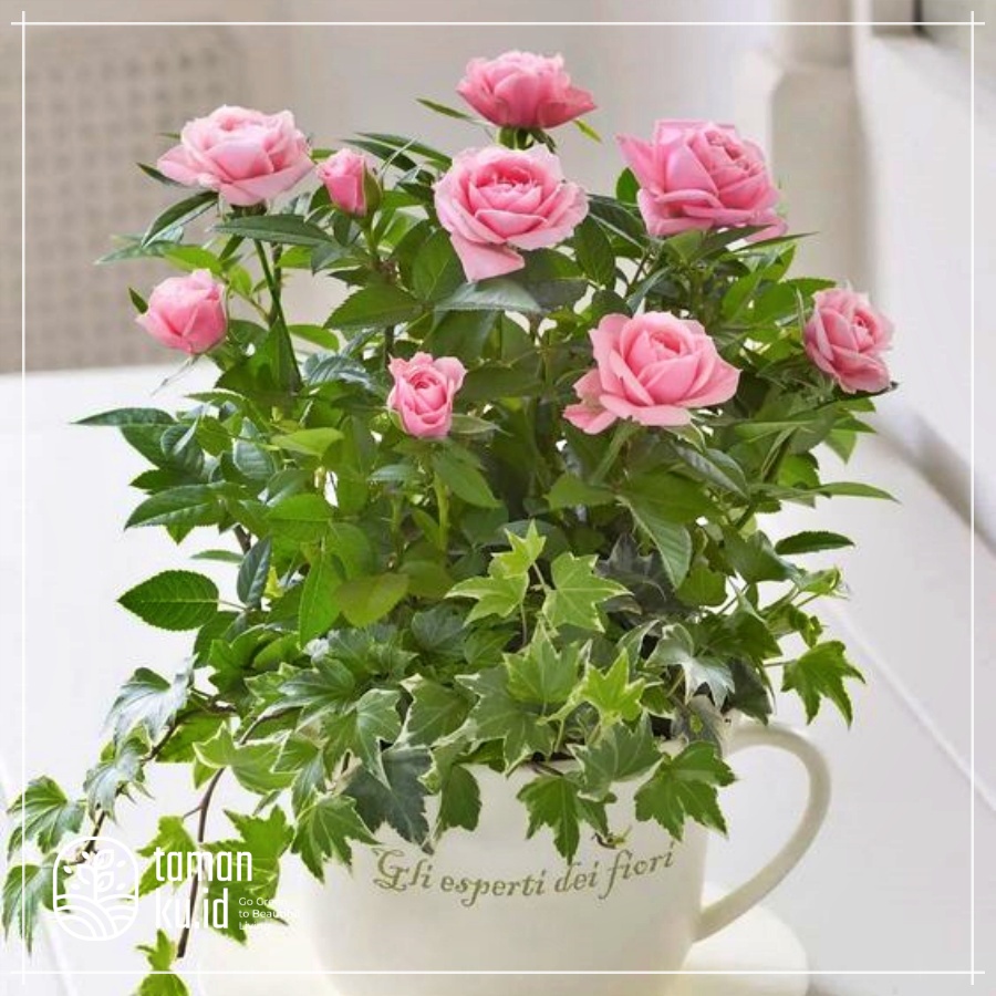 Jual Tanaman Hias Bunga Baby Rose Segar Bunga Mawar Mini yang Cantik ...