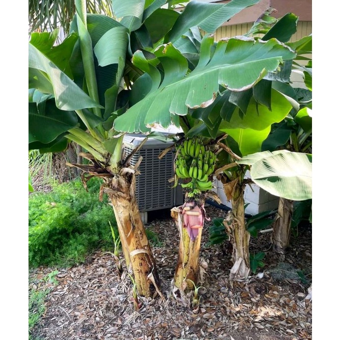 Jual Bibit pisang cebol / kerdil / morosebo / semar / kapal / badak ...