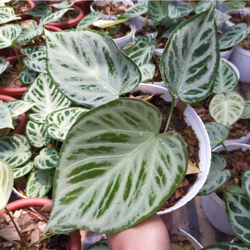 Jual Anthuriums kuping gajah silver blush ( medium size ) | Shopee ...