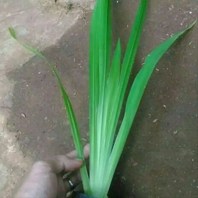 Jual Paket hemat tanaman hias Airis bunga kuning (5 pohon) | Shopee ...