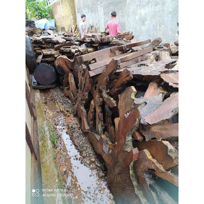 Jual Akar Jati Mentahan / Slice Jati / Top Akar Jati mentahan | Shopee ...