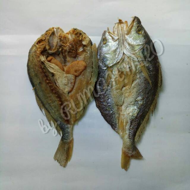 Jual IKAN GULAMA KHAS TARAKAN 1KG | Shopee Indonesia
