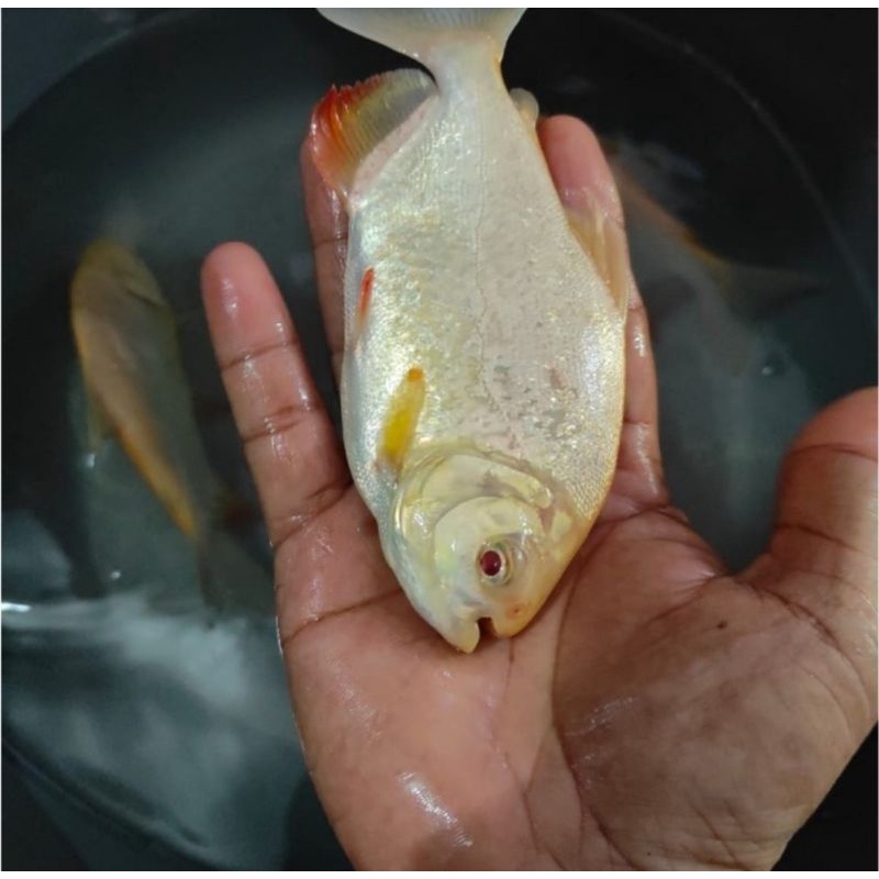 Jual Pacu albino jumbo/ tankmate | Shopee Indonesia