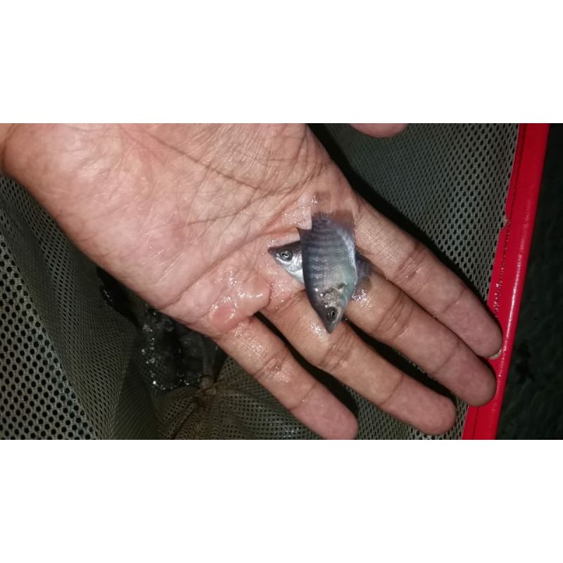 Jual bibit ikan gurameh (silet) | Shopee Indonesia