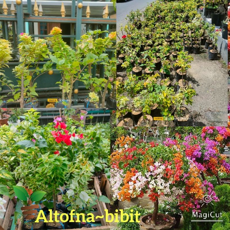 Jual bibit bunga kertas- bougenville 5 warna.. | Shopee Indonesia