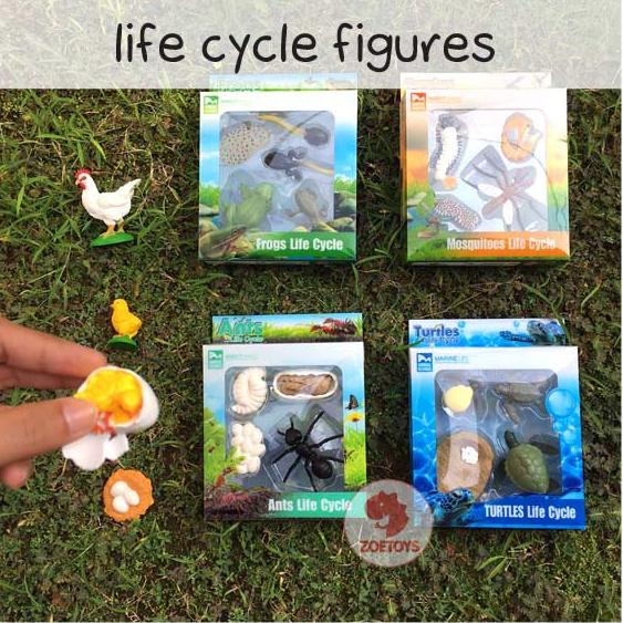 Jual [KODE PRODUK QK6RQ4055] Zoetoys Life Cycle Figures | Of Ant Bee ...