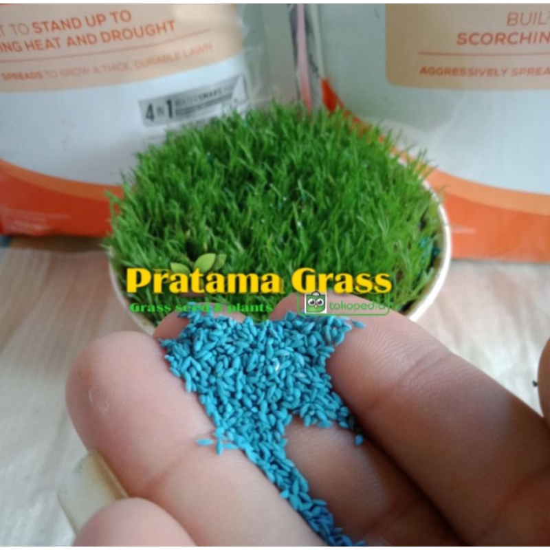 Jual Benih Biji Rumput Jepang 50gram - Benih Rumput golf - Bibit Rumput ...