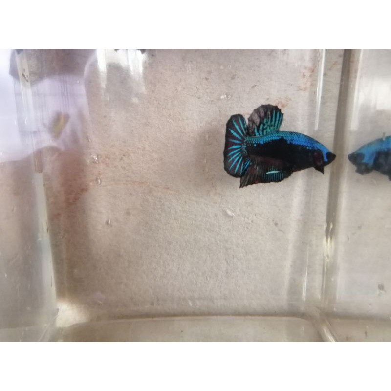 Jual avatar nemo | Shopee Indonesia