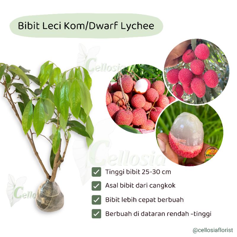 Jual Bibit Tanaman Buah Leci Kom / Dwarf Lychee Cangkok | Shopee Indonesia