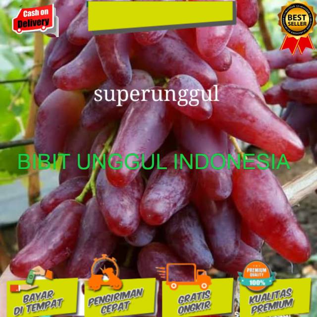 Jual anggur import jenis flamenko Bibit tanaman buah | Shopee Indonesia