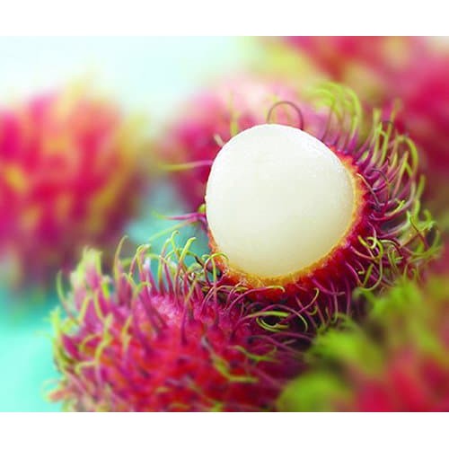 Jual 5 biji benih buah rambutan super | Shopee Indonesia