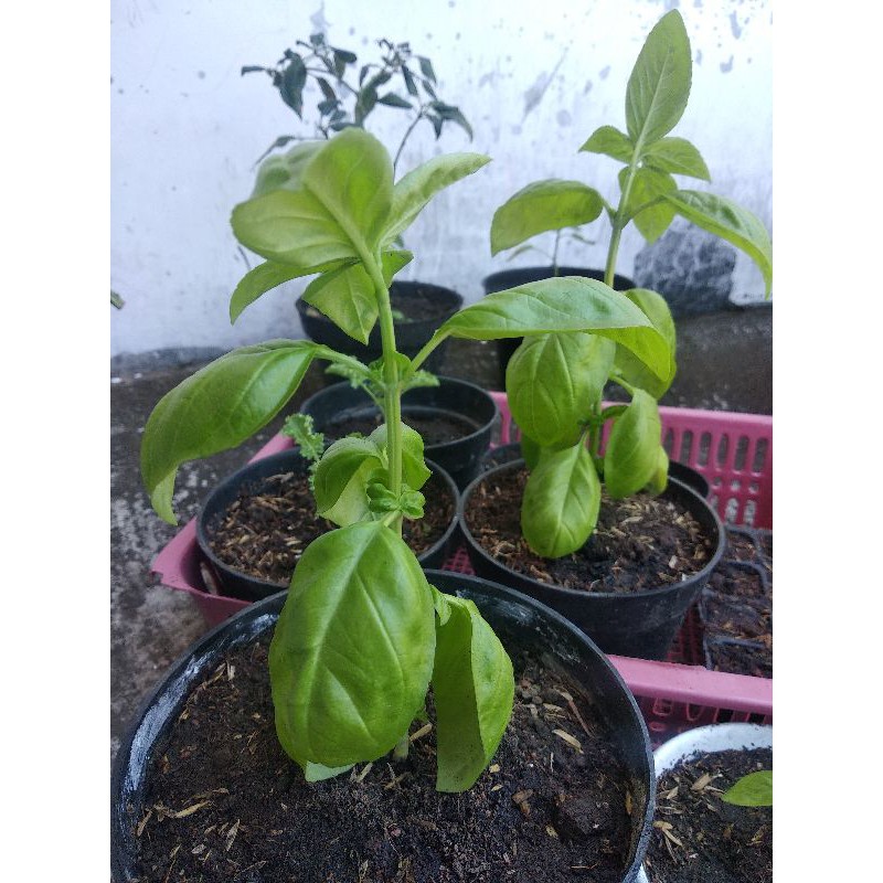 Jual Benih Tanaman Basil | Shopee Indonesia