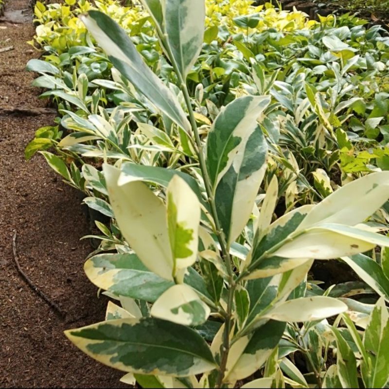 Jual Tanaman hias rotea variegata | Shopee Indonesia