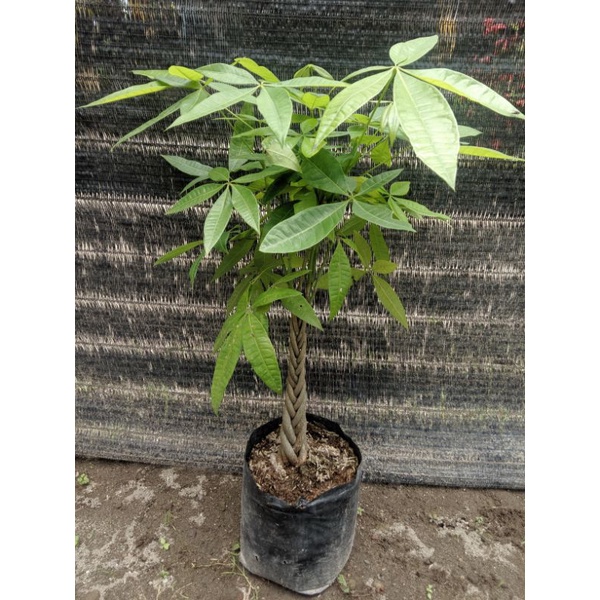Jual Bunga Pachira Kepang 5 / Bunga Pacira / Tanaman Hias Pohon Pachira ...