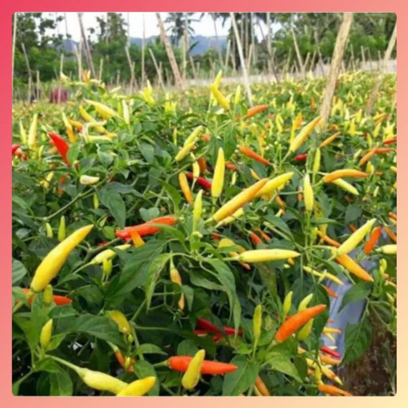 Jual 10 Benih / Biji / Sayuran Cabe Rawit / Cabe cap panah merah ...