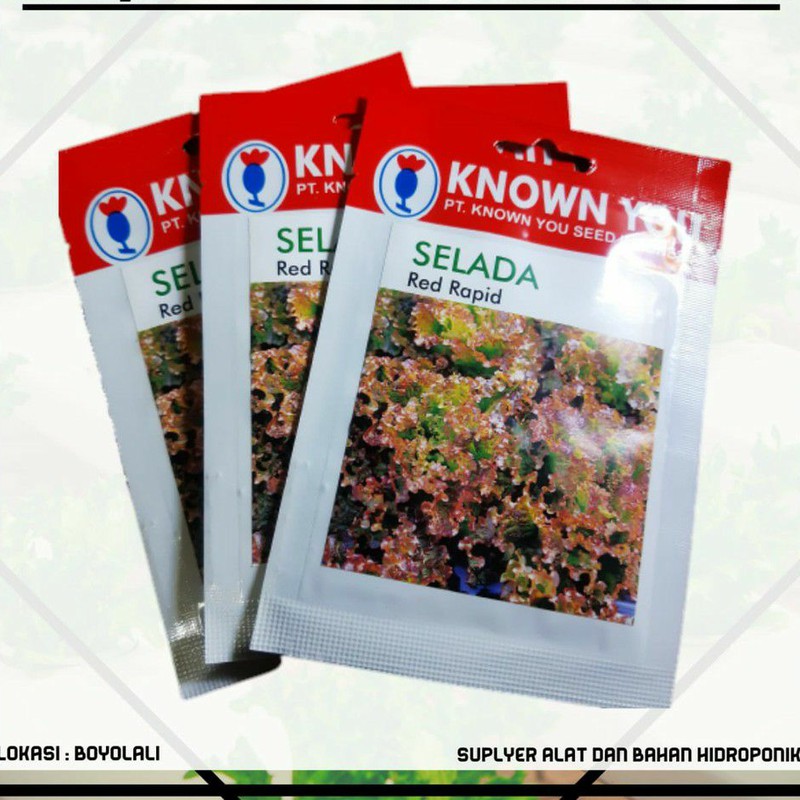Jual BENIH SELADA RED RAPID KEMASAN 5GR KNOWN YOU SEED | Shopee Indonesia
