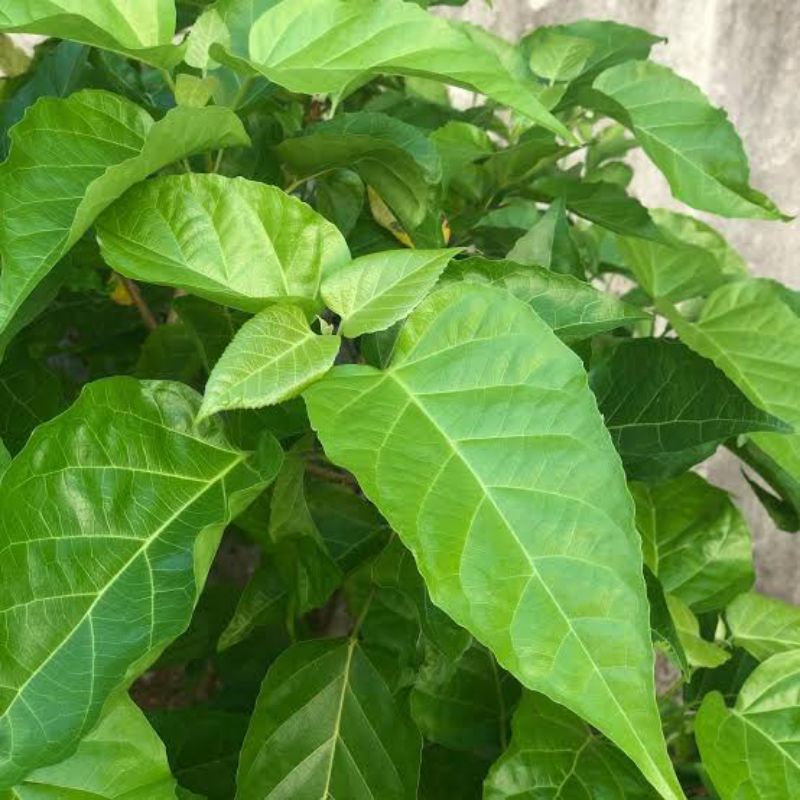 Jual MURAH DAUN SINGKIL/BUAS BUAS 300g segar | Shopee Indonesia