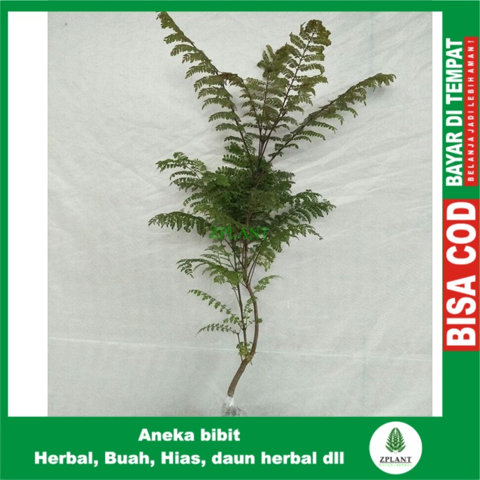 Jual Bibit Pohon Jacaranda Tanaman Bunga Ungu Hias Jakaranda Peneduh ...