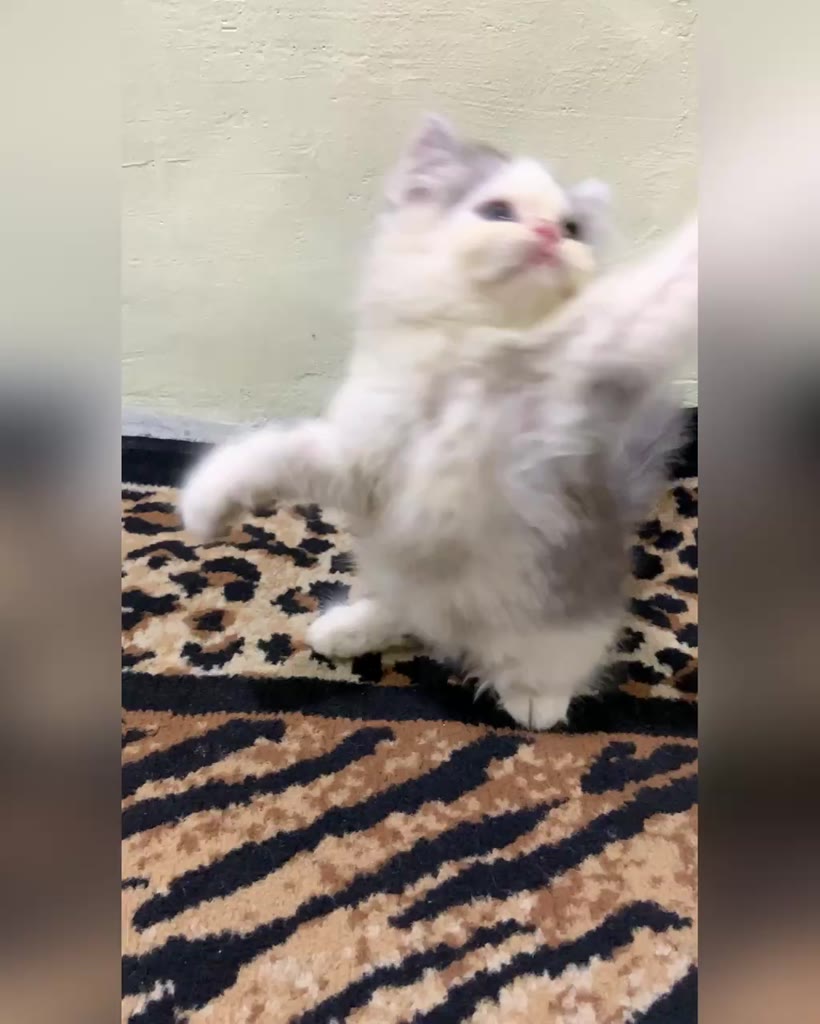 Jual anakan kitten kucing persia flatnose calico peaknose ragdoll ...