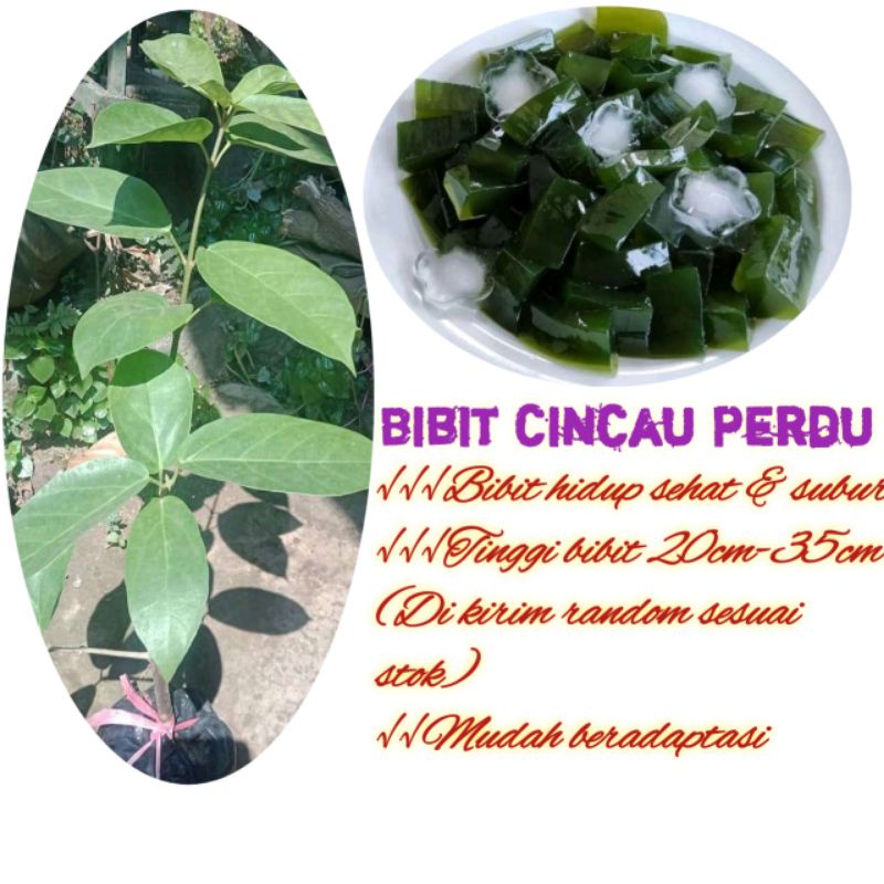 Jual Bibit tanaman cincau perdu | cincau hijau | cincau kebo | Shopee ...