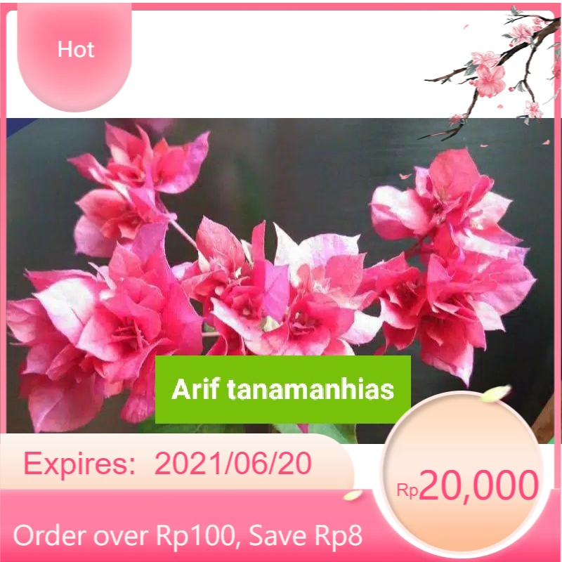 Jual Tanaman hias bunga Bougenville merah fanta gembel /Bougainville ...
