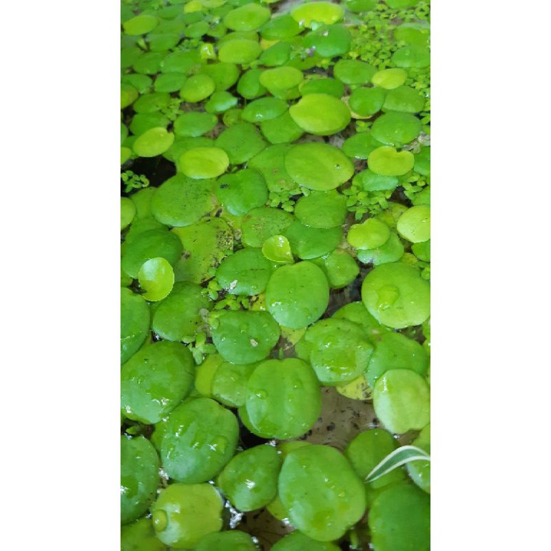 Jual Tanaman air amazon frogbit / Tanaman aquascape / Tanaman penyerab ...