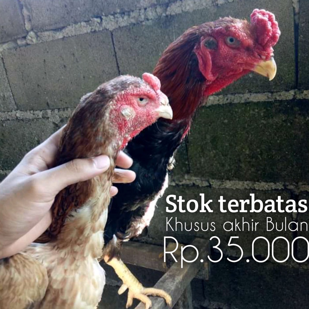 Jual ayam shamo super telur fertil asli | Shopee Indonesia