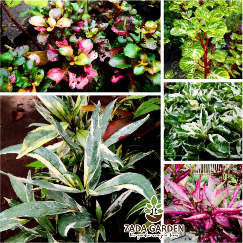 Jual Tanaman Hias Bunga Bayam Erva Batang Merah Krokot Tricolor ...