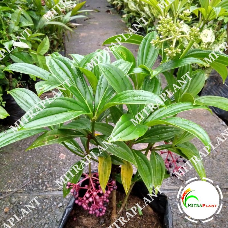 Jual Bibit Pohon Parijoto - Tanaman Buah Parijoto - Tanaman Hias Herbal ...