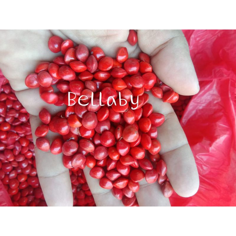 Jual Biji saga / biji pohon saga merah | Shopee Indonesia