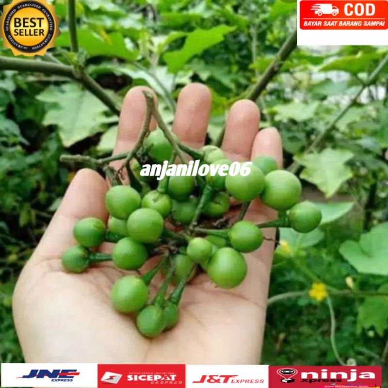 Jual BUAH CEPOKAK/TAKOKAK FRES 500gr | Shopee Indonesia