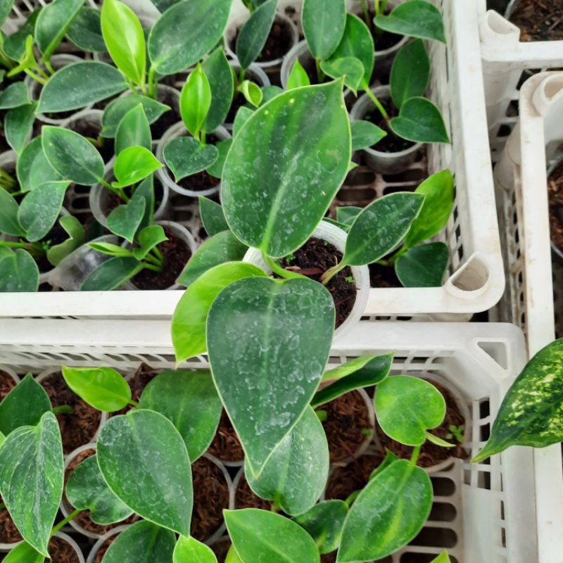 Jual Philodendron Birkin / bunga Philodendron Birkin / tanaman ...