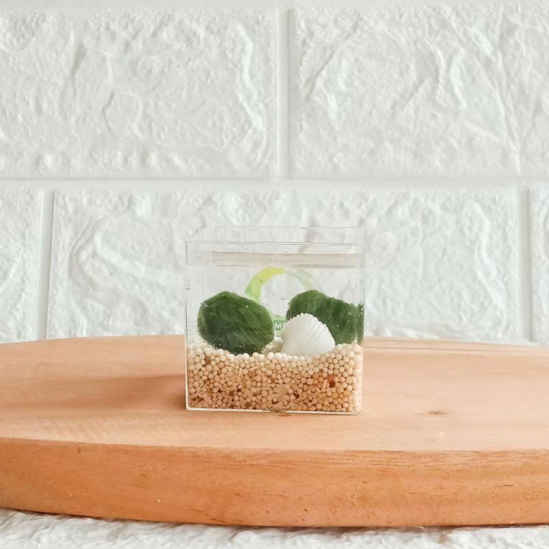 Jual Marimo Moss Ball in Kotak 90 ml