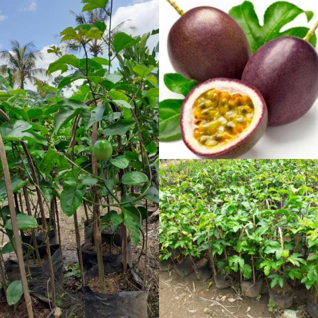 Jual Bibit Pohon Markisa Ungu - Tanaman buah markisa - Pohon Markisa | Shopee Indonesia